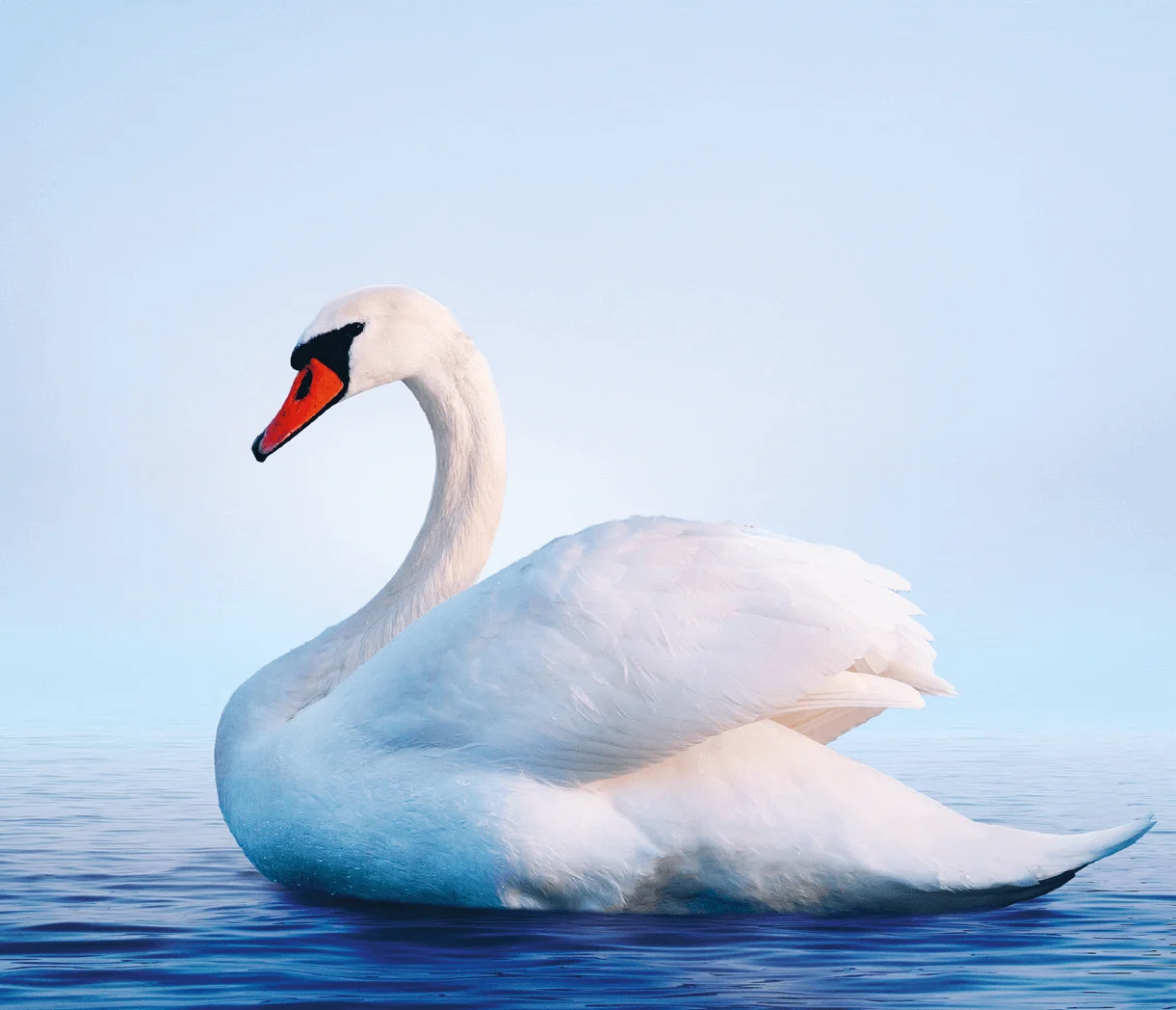 Swan Yoga Pose by Regina Kerschbaumer – Yoga Orchid